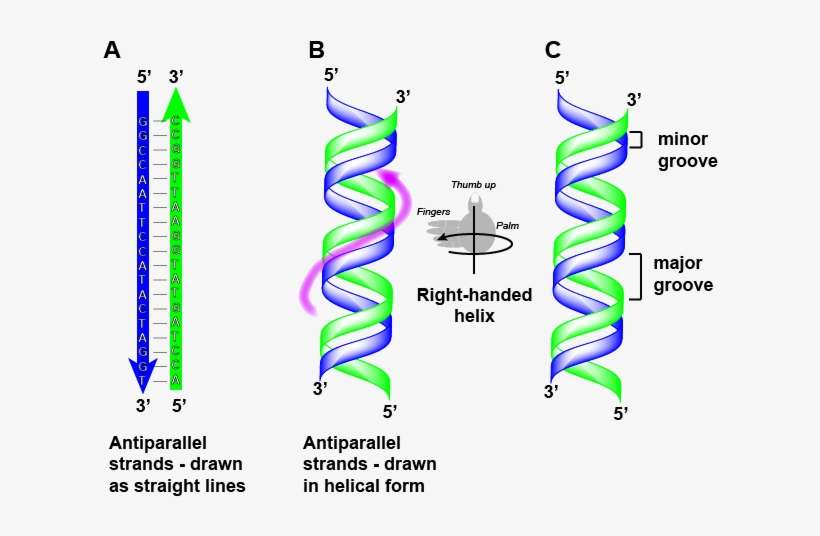 Download In A Double-stranded Dna Molecule, The Two Strands - Diagram ...