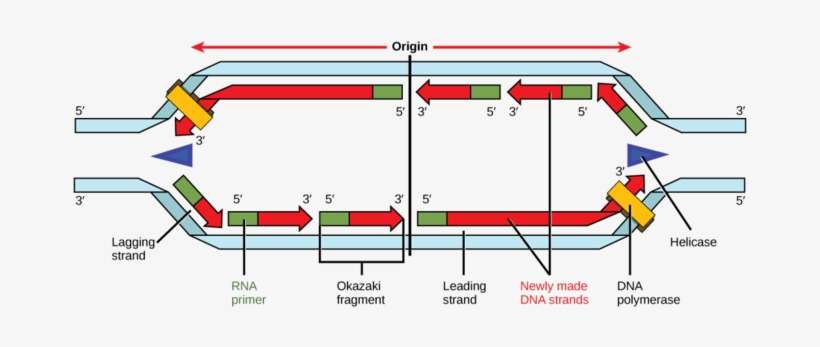Replication Fork Formation - Dna Replication Elongation PNG Image ...