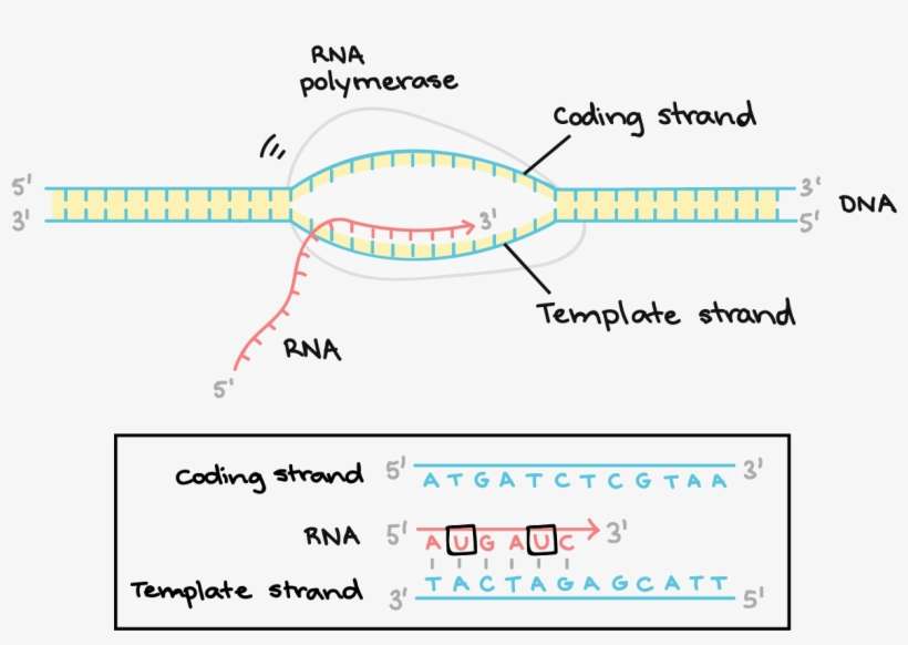 Rna Polymerase Synthesizes An Rna Transcript Complementary - Coding ...