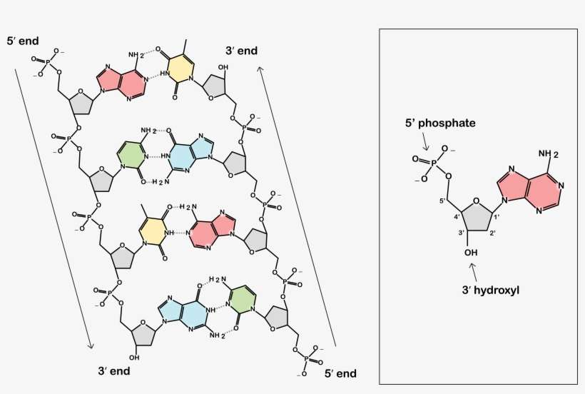 Illustration Of The Antiparallel Structure Of Dna PNG Image ...