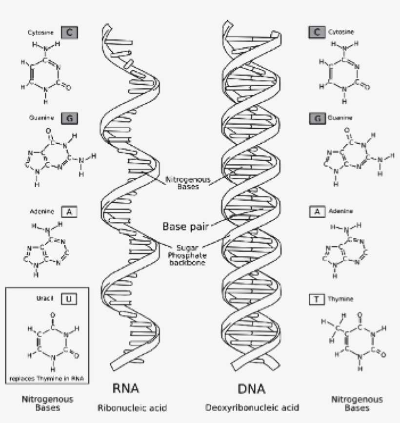 Download Dna And Rna Labeled | Transparent PNG Download | SeekPNG