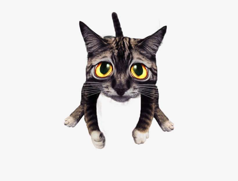 Cat, Filter, And Png Image - Domestic Short-haired Cat PNG Image ...