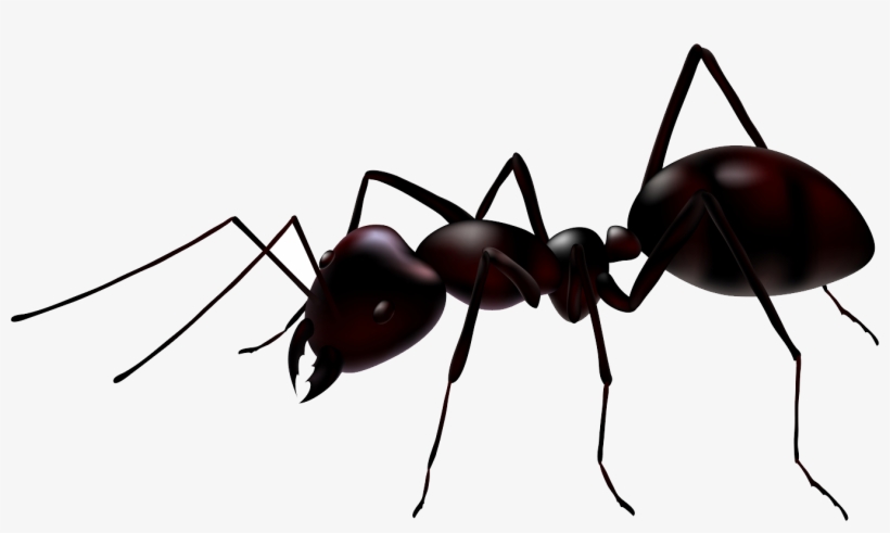 Ant Vector PNG Image | Transparent PNG Free Download on SeekPNG