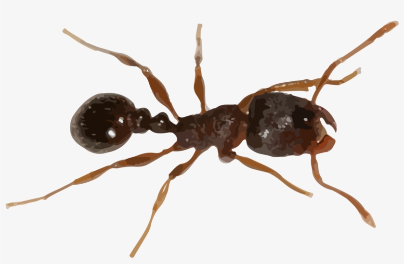 Fire Ant Png - Ant Png PNG Image | Transparent PNG Free Download on SeekPNG