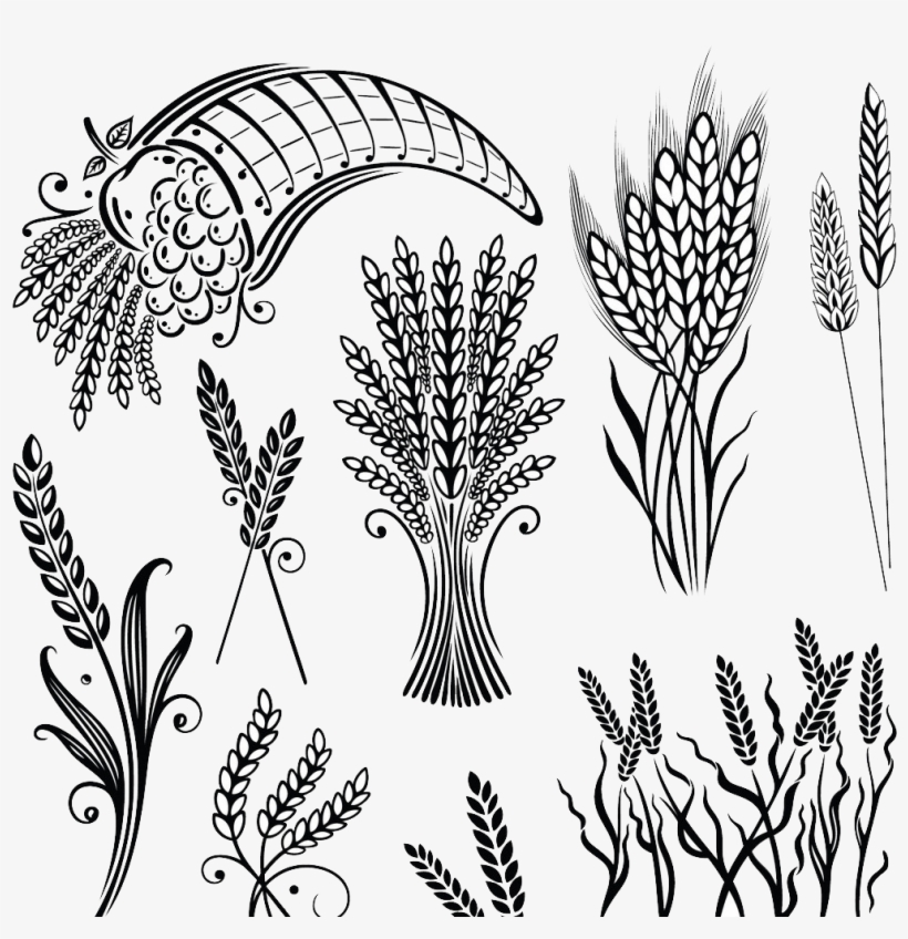 Cereal Wheat Grain Illustration - Decorative Vectors Grains PNG Image ...