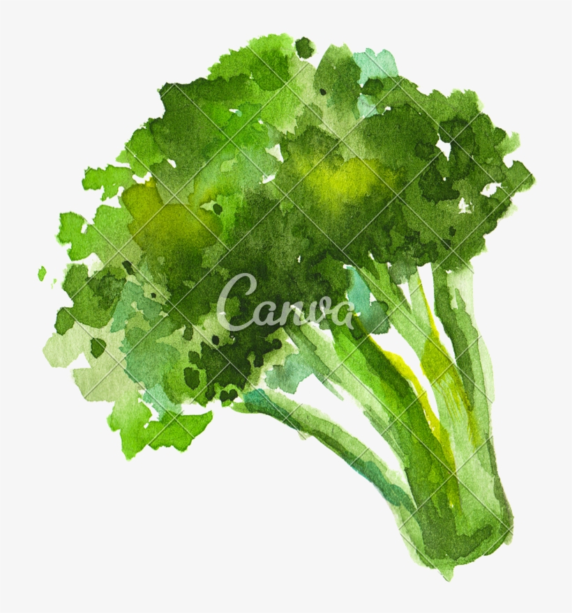 Watercolor Broccoli - Watercolor Painting PNG Image | Transparent PNG ...