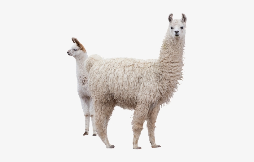 Llama Png Transparent - Transparent Llama Png PNG Image | Transparent ...