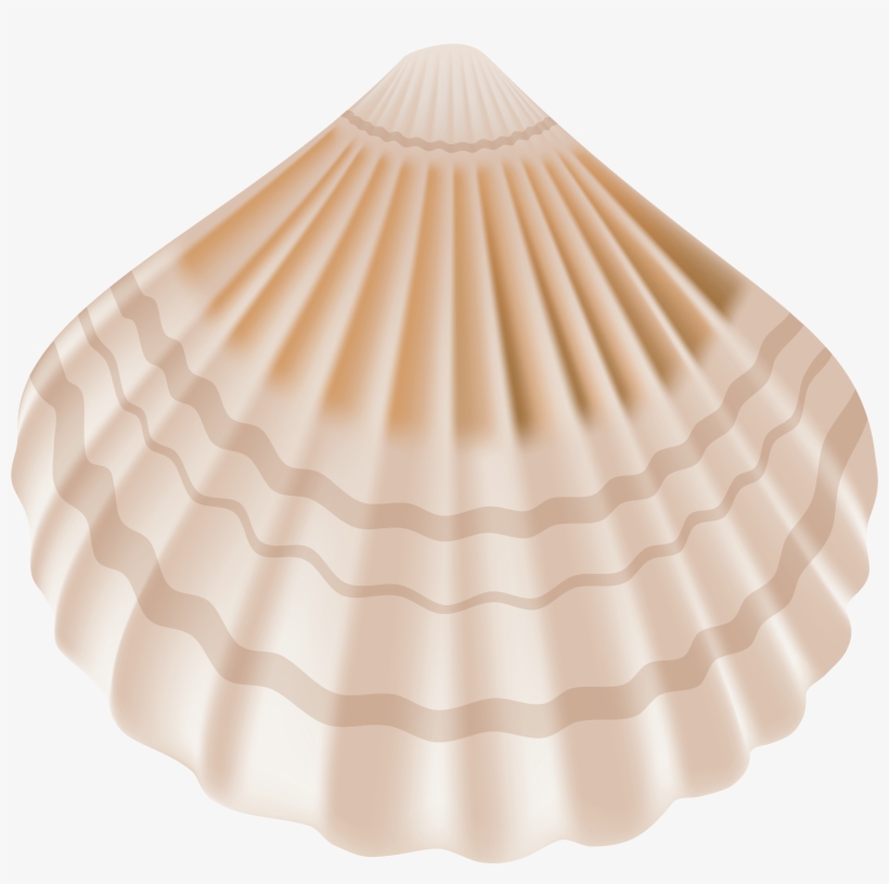 Download Free Png Seashell Png Images Transparent - Seashell Png ...