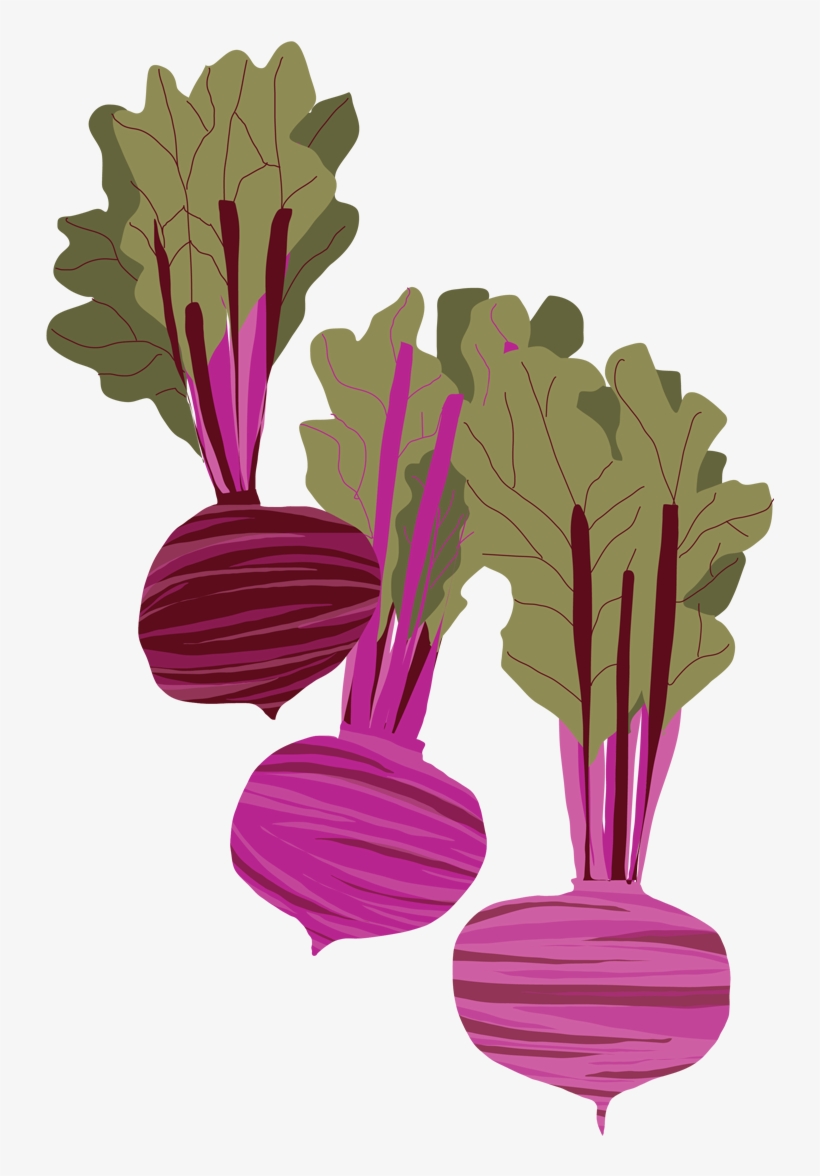 Download Beet Illustration - Google Search - Beet Illustration ...