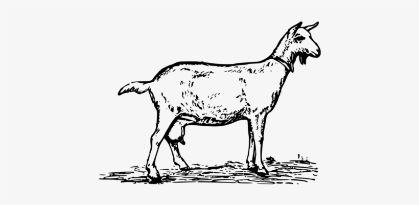 Goat - Whole Goat Handbook By Janet Hurst PNG Image | Transparent PNG ...