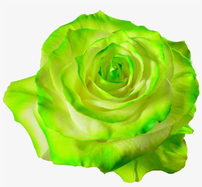 Green Rush - Green Rose Transparent PNG Image | Transparent PNG Free ...
