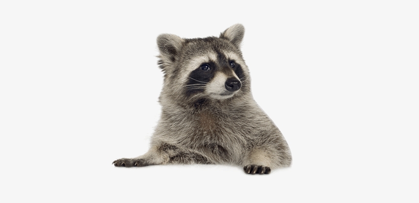 Download Raccoon Transparent Background | Transparent PNG Download ...