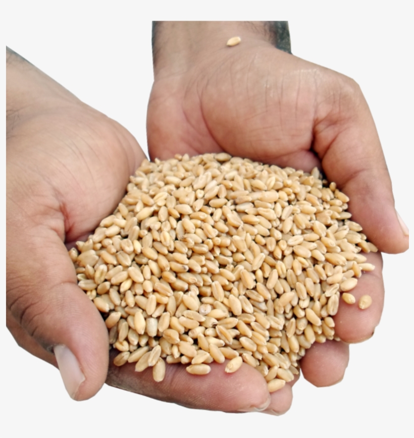 Seed In Hand Png PNG Image | Transparent PNG Free Download on SeekPNG