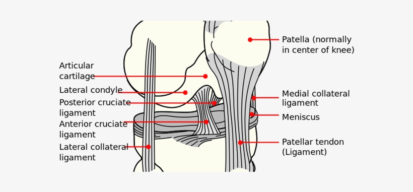 A "q&a" About Acl & Mcl Tears - Pes Anserine And Mcl PNG Image ...