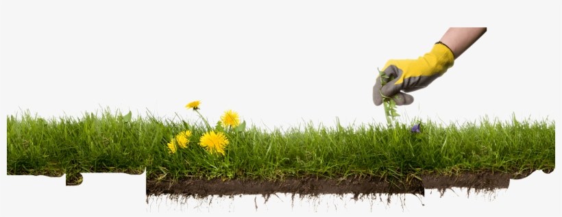Weed Wipeout - Picking Weeds PNG Image | Transparent PNG Free Download ...