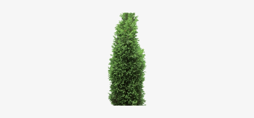Download Png Images Of Bushes - Green Giant Arborvitae Png ...