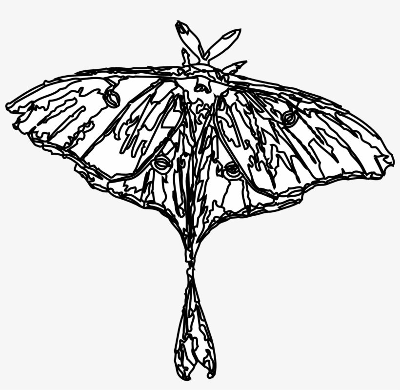 Moth Clipart Lunar - Transparent Moth Drawing PNG Image | Transparent ...