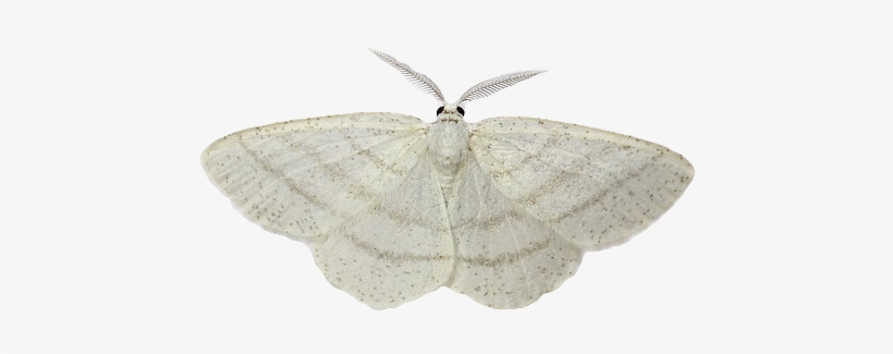 White Creature Png Moth Transparent - Moth Transparent PNG Image ...