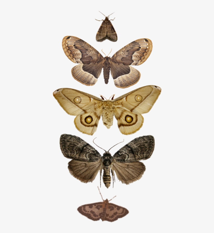 Moth Moths Png Pngs Wings Bugs Tumblrpng Tumblr Tumblrp - American ...