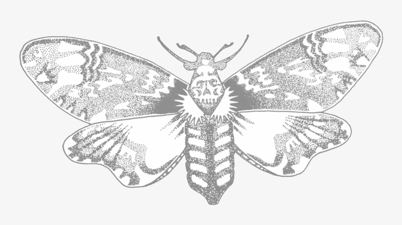 Moth - Portable Network Graphics PNG Image | Transparent PNG Free ...