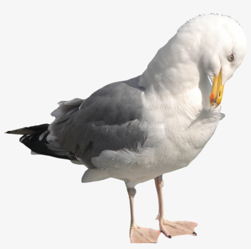 Gull Png Clipart - Seagull Png PNG Image | Transparent PNG Free Download on SeekPNG