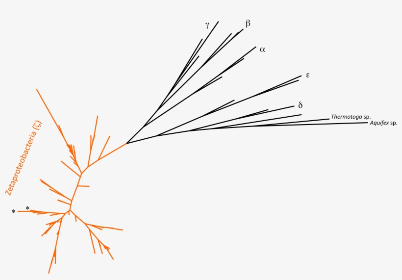 Phylogenetic Tree Focusing On Zetaproteobacteria - Line Art PNG Image ...