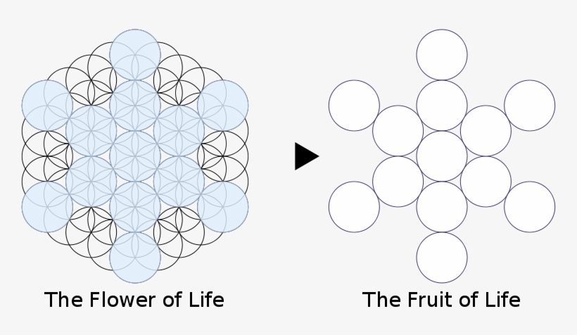 Fuit Of Life Stages 61 Circles To 13 - Fruit Of Life Svg PNG Image ...