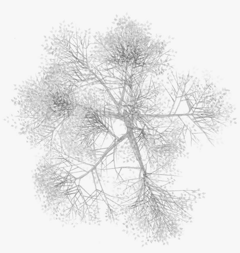 Arbol En Planta B Png Rboles Pinterest - Arbol En Planta Png PNG Image ...