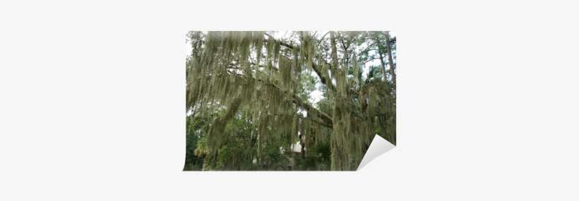 Hanging Moss Png - Live Oak PNG Image | Transparent PNG Free Download ...