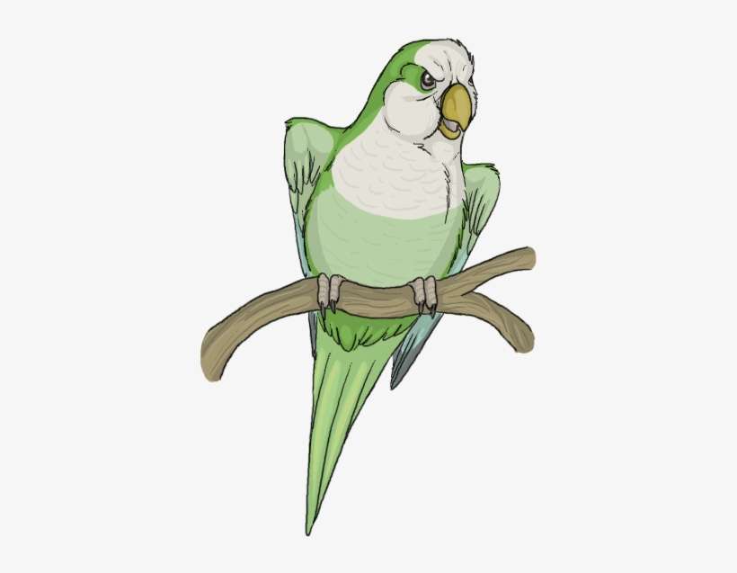 Png Black And White Library Quaker Parrot By Cockatoo - Quaker Parrot ...