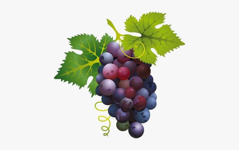 Bunch Of Grapes Clipart PNG Image | Transparent PNG Free Download on ...