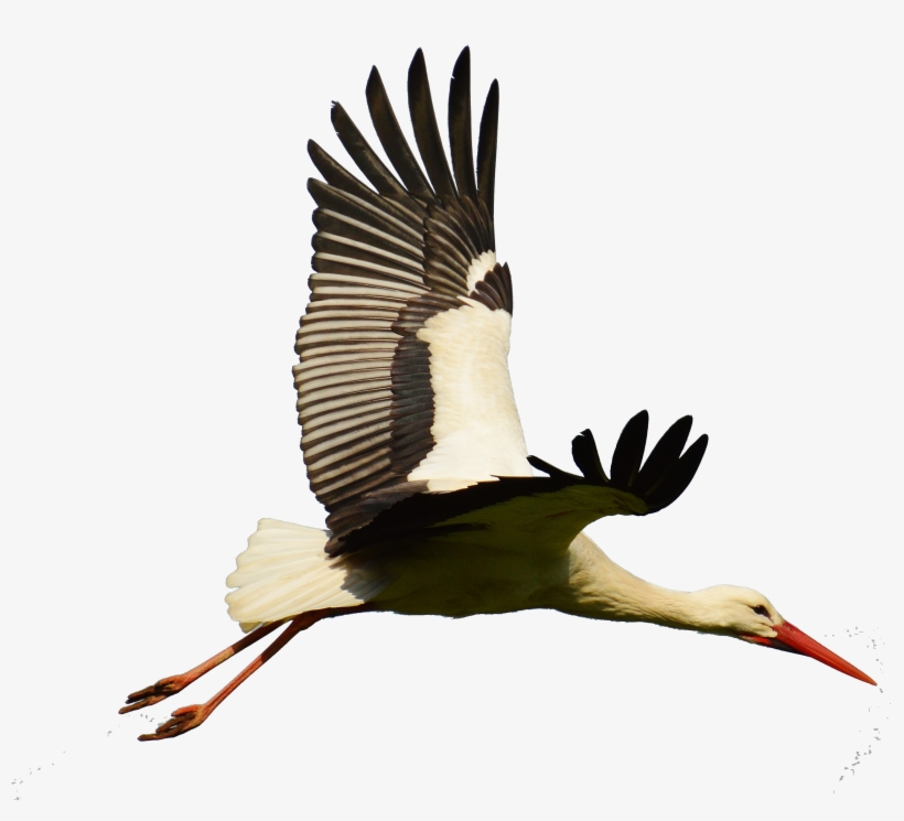 Goose Transparent Stork - Stork Flying Png PNG Image | Transparent PNG ...