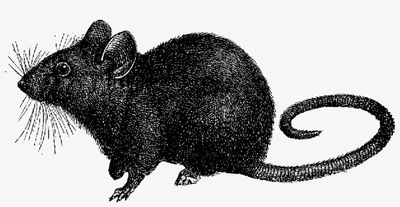 The - Plague Cross On Door PNG Image | Transparent PNG Free Download on ...