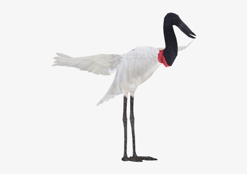 Jabiru - Zt2 Download Library Stork PNG Image | Transparent PNG Free ...