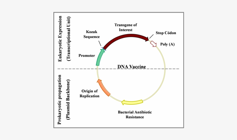 Graphs Depict Average Of Paw Withdrawals For Eight - Graph Of A ...