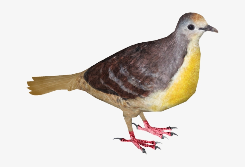 Cinnamon Ground Dove - Stock Dove PNG Image | Transparent PNG Free ...