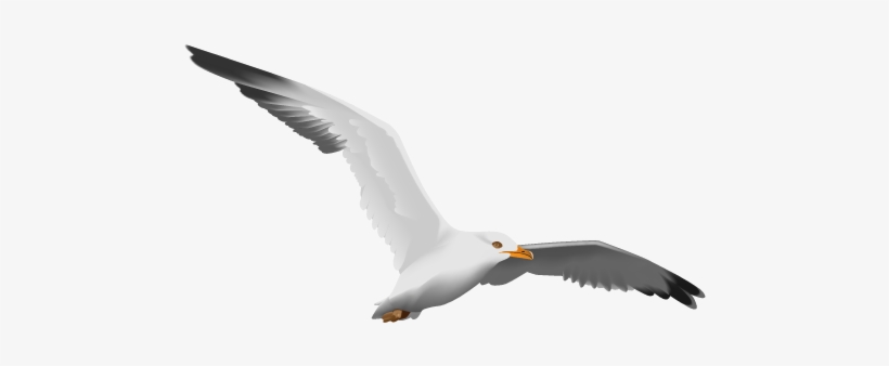 Gull Png PNG Image | Transparent PNG Free Download on SeekPNG