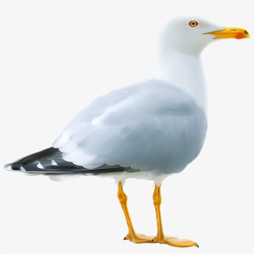 Gull Vector Icon [преобразованный] - Vector Graphics PNG Image ...