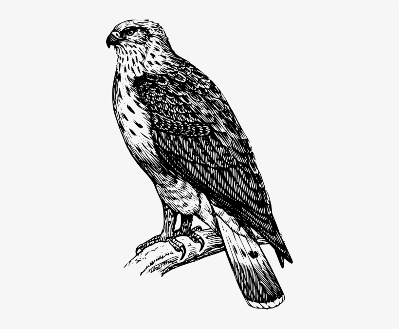 How To Set Use Buzzard Raptor Svg Vector PNG Image | Transparent PNG ...