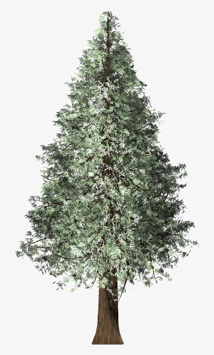 Redwood Tree,redwood,christmas - Redwood Tree Png PNG Image ...