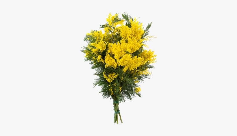 Mimosa - Mimosa Flower Png PNG Image | Transparent PNG Free Download on ...