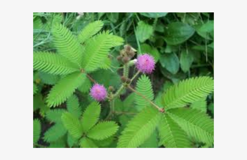 Organic Lajjalu Seed Powder - Plant Touch Me Not PNG Image ...