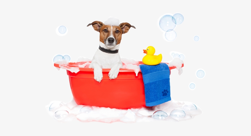 Download Bath - Dog Spa | Transparent PNG Download | SeekPNG