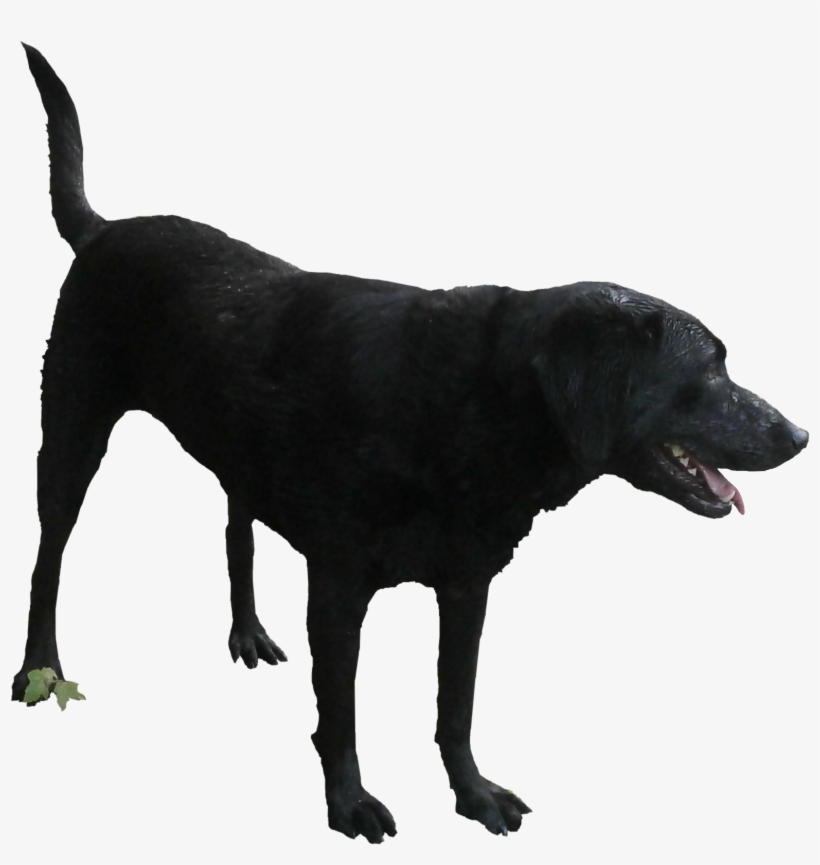 Black Dog Png Vector Transparent Library - Black Dog Png PNG Image ...