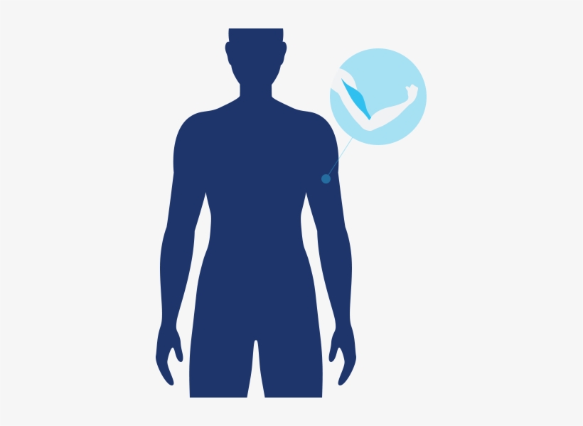 Muscle Icon Muscle Active Icon - Muscle Loss Icon PNG Image ...
