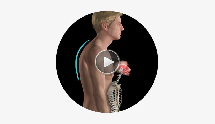 Download Muscle & Motion - Posture Muscle And Motion | Transparent PNG ...