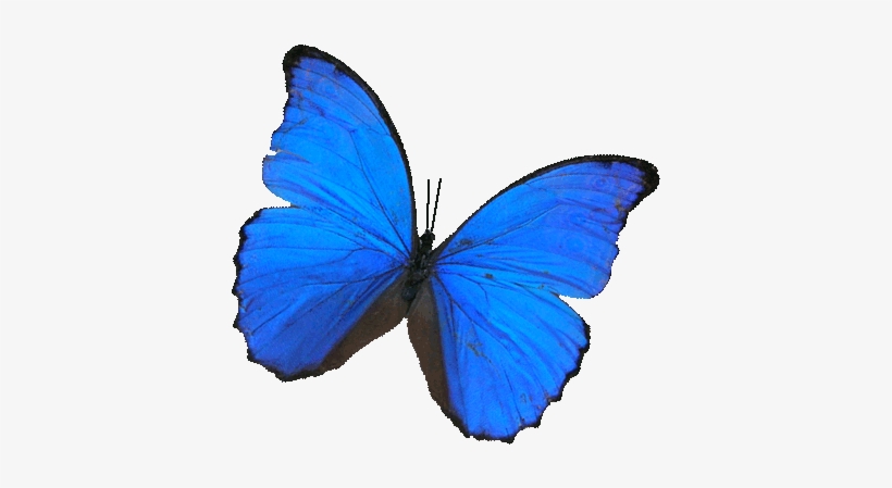Belize Survivor Banner Transparent Library - Blue Morpho Butterfly ...