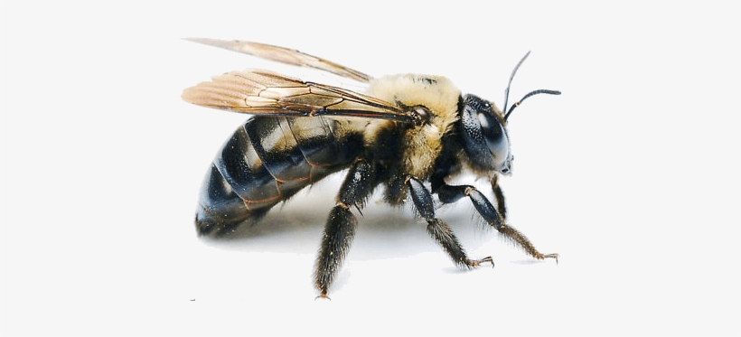 Carpenter Bee Infestation, Removal, Control & Extermination - Carpenter ...