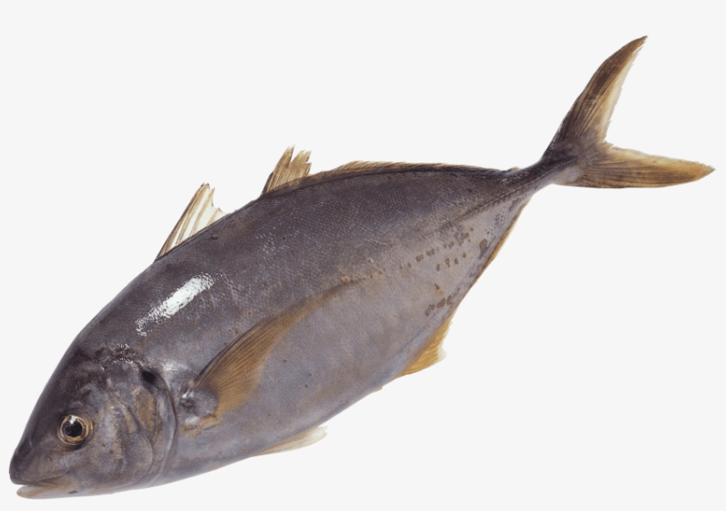 Download Free Png Fish Swimming Png Images Transparent - Fish Head ...