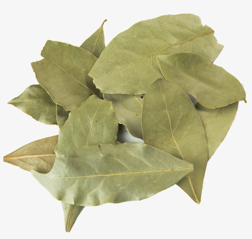 Download Bay Leaf Png | Transparent PNG Download | SeekPNG
